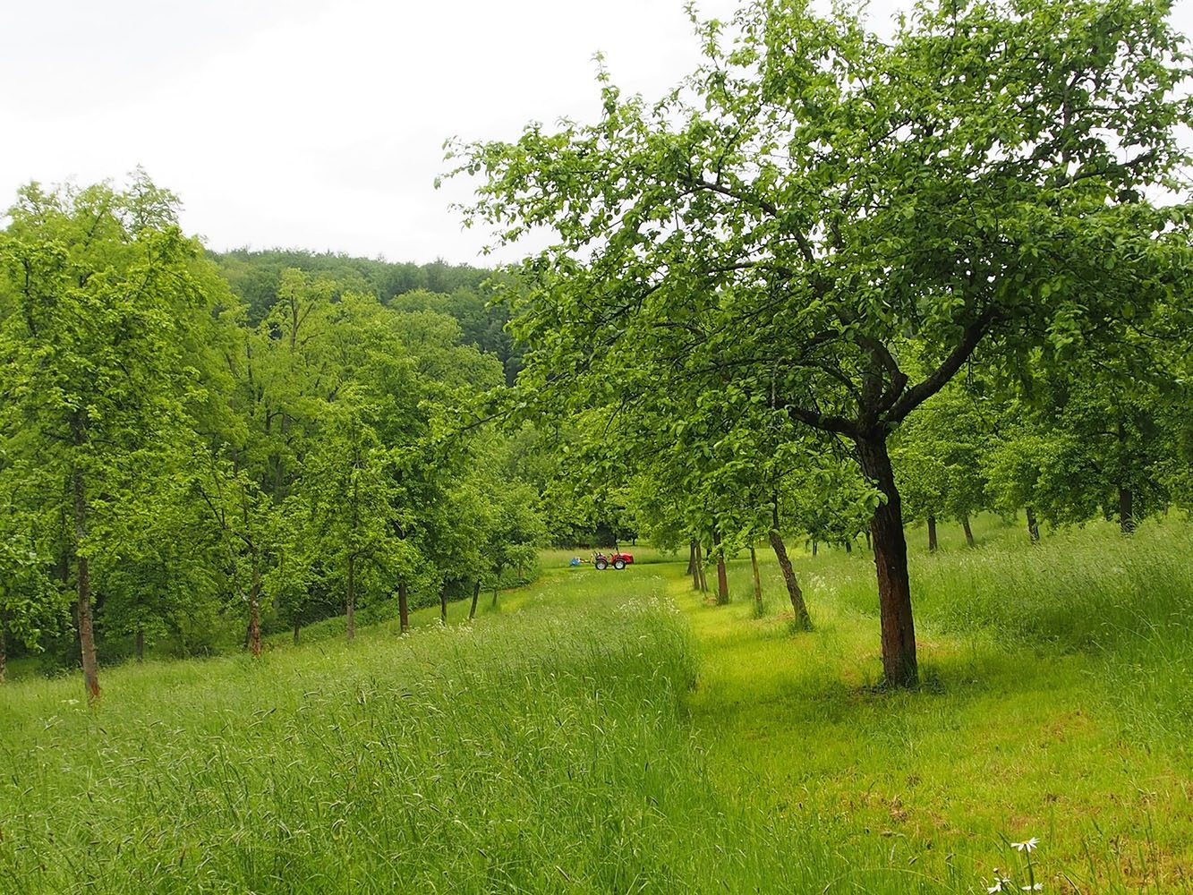 Naturlehrgarten Fohlenweide zu neuem Leben erweckt - Fladungen-Rhön